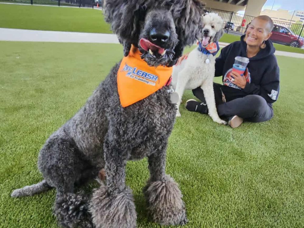 Dog Park MKE Group Classes | Off Leash K9 Training Of Milwaukee